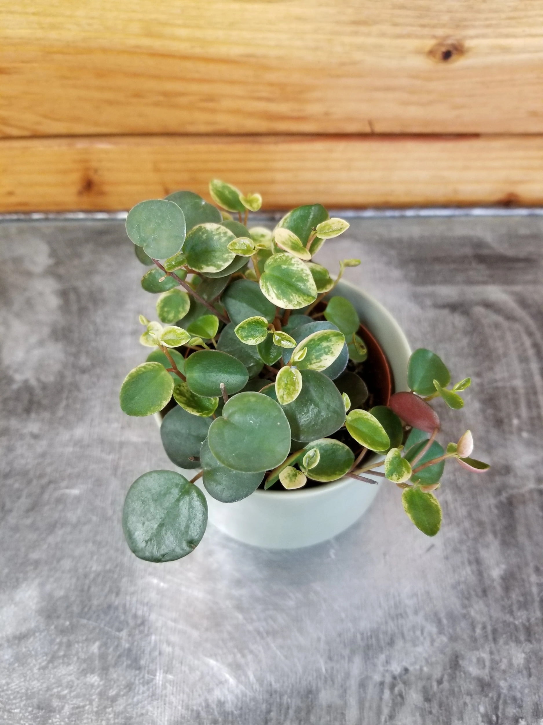 Peperomia Ruby Cascade, 2" Plant, The Plant Farm - Walmart.com