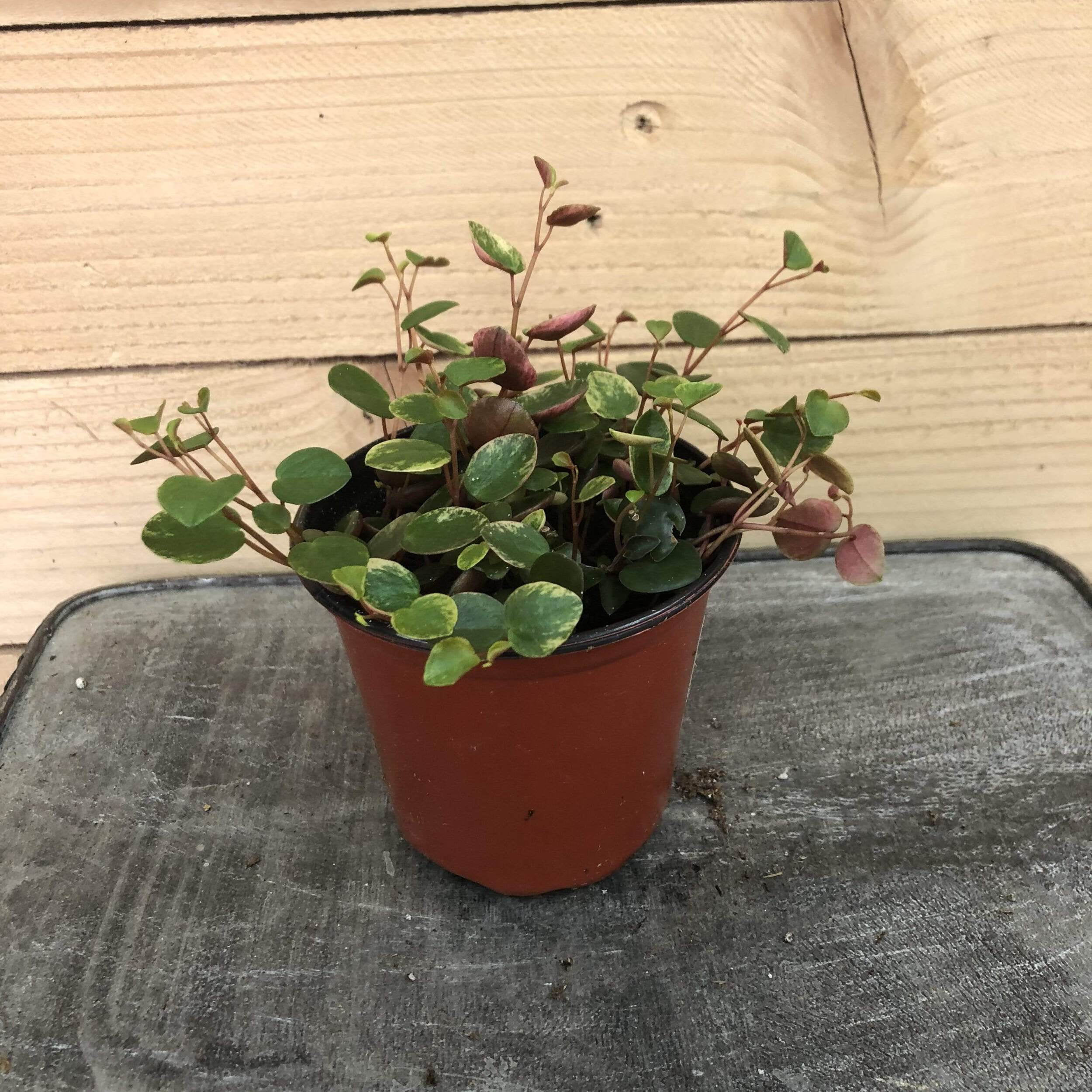 Peperomia Ruby Cascade, 4" Plant, The Plant Farm - Walmart.com