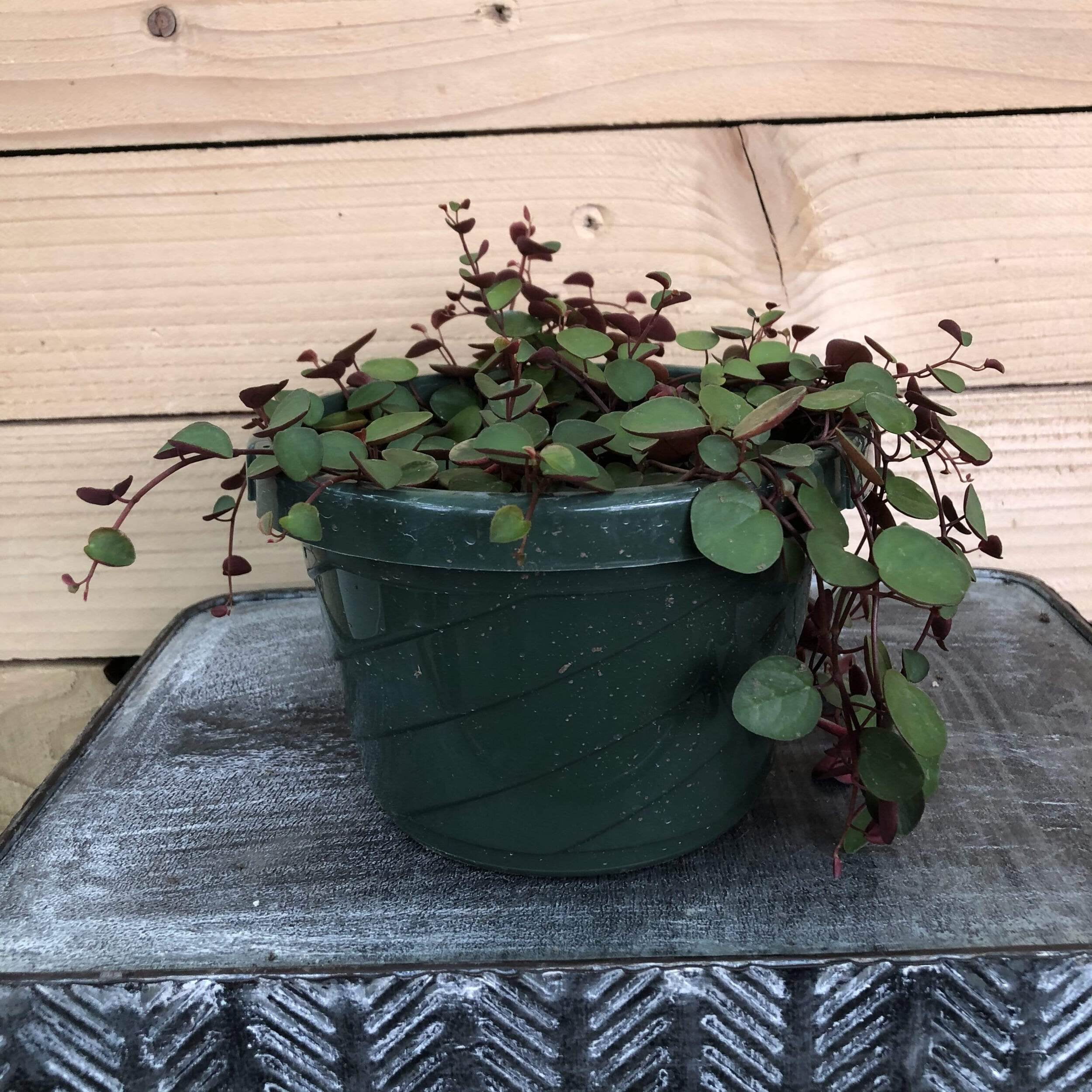 Peperomia Ruby Cascade, 6" Plant, The Plant Farm - Walmart.com