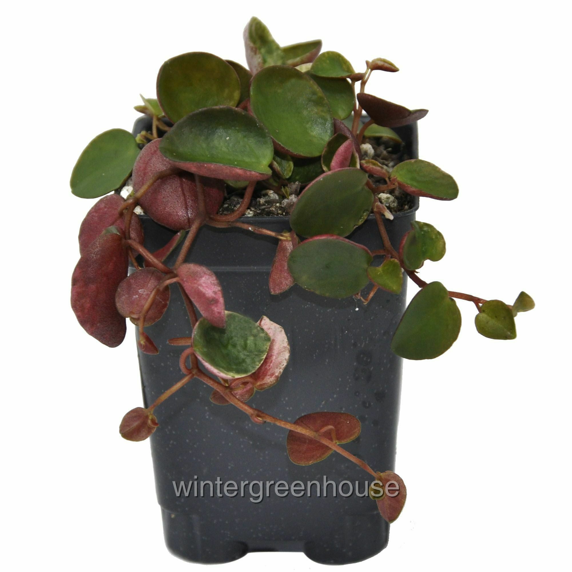 Peperomia Ruby Cascade - Pot Size: 3" (2.6x3.5") - Houseplants, Plants ...
