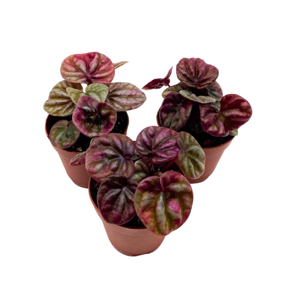 Peperomia Schumi 2 inch Set of 3 Red Emerald Ripple Pep Caperata ...