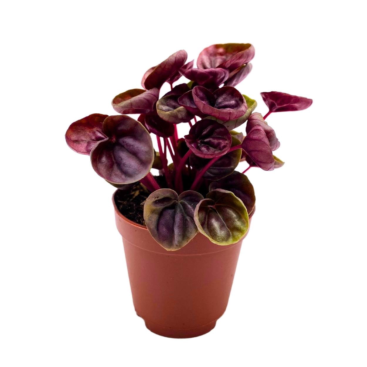 Peperomia Schumi Red, 2 inch, Red Ripple Pep Caperata - Walmart.com