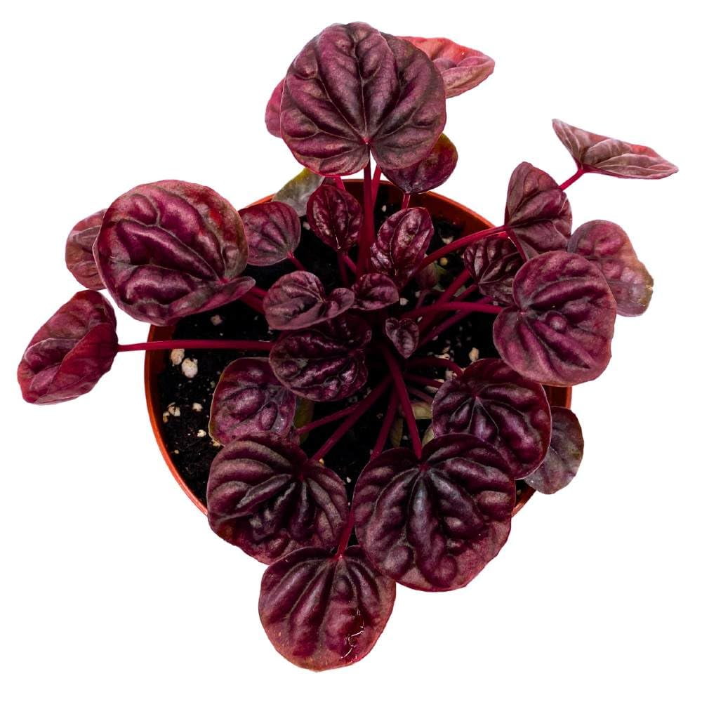 Peperomia Schumi Red 4 inch Bright Red Ripple Pep Caperata - Walmart.com