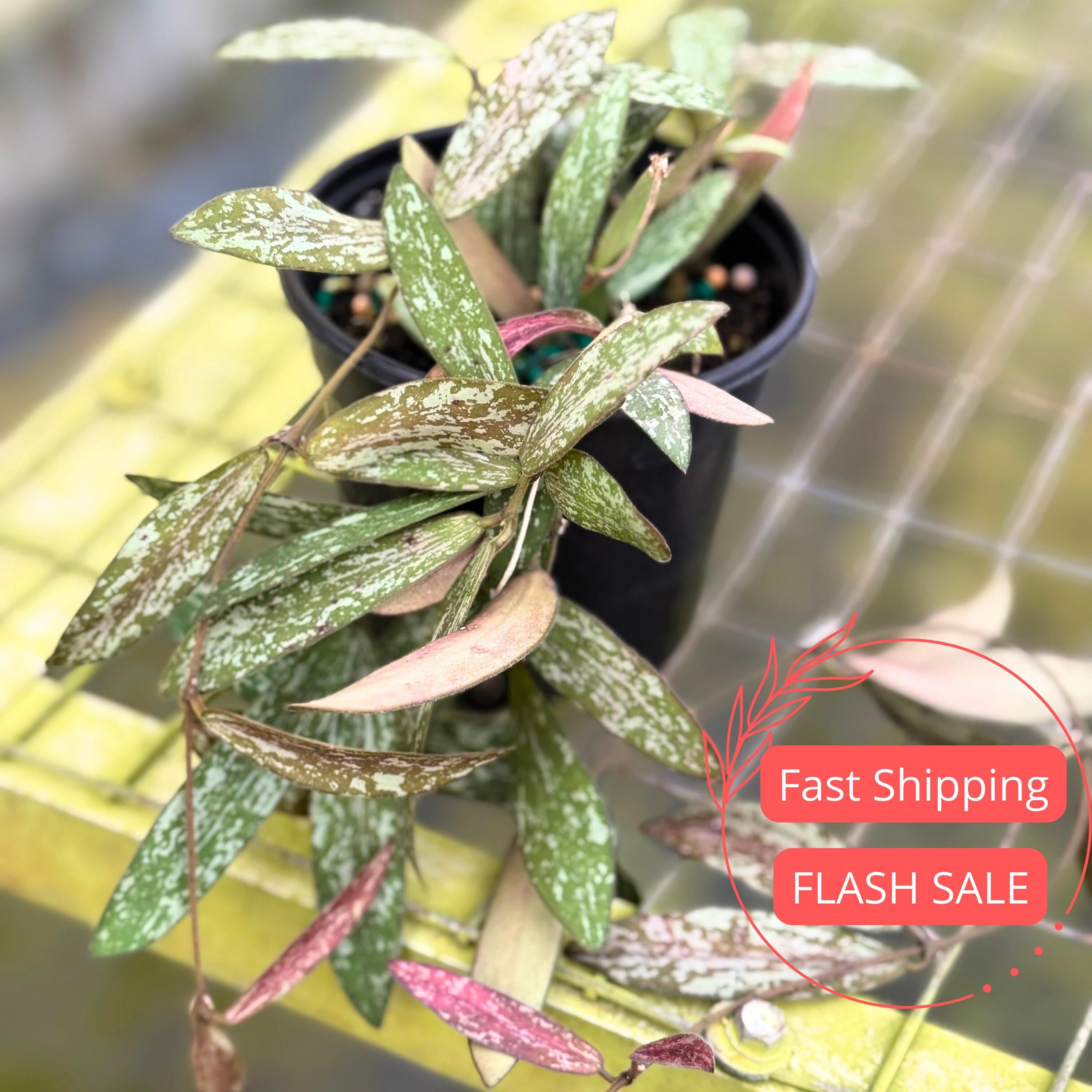 Peperomia Schumi Red Live Plant | Peperomia Plant Pet Safe | Red House ...