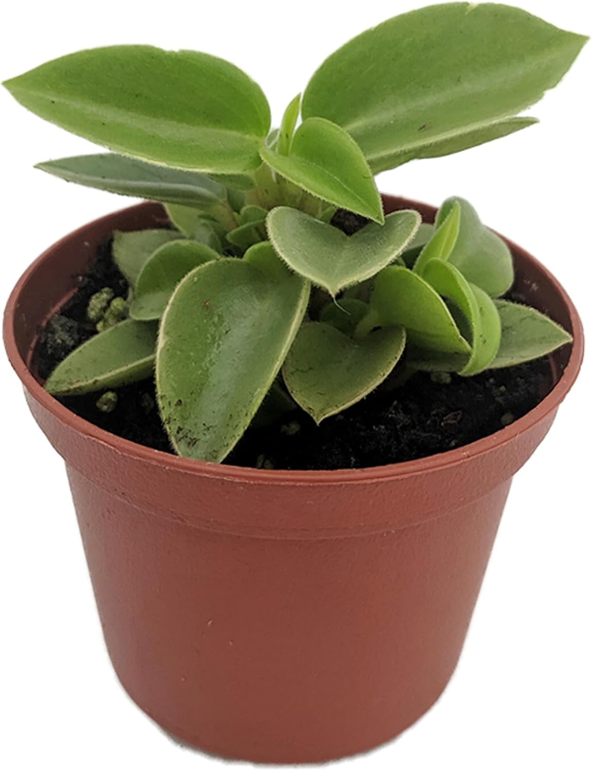 Peperomia Shining Bush - Live Plant in a 4 Inch Growers Pot - Peperomia ...