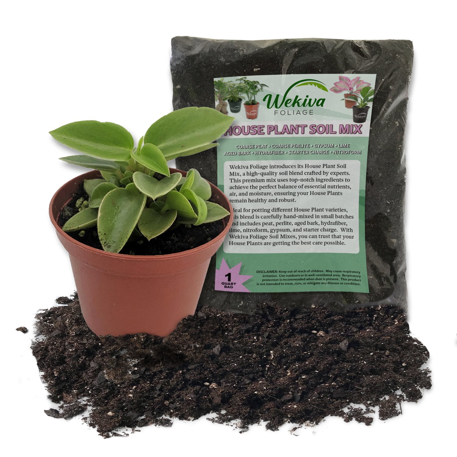 Peperomia Shining Bush and Soil Mix Combo - Live Plant in a 4 Inch Pot ...