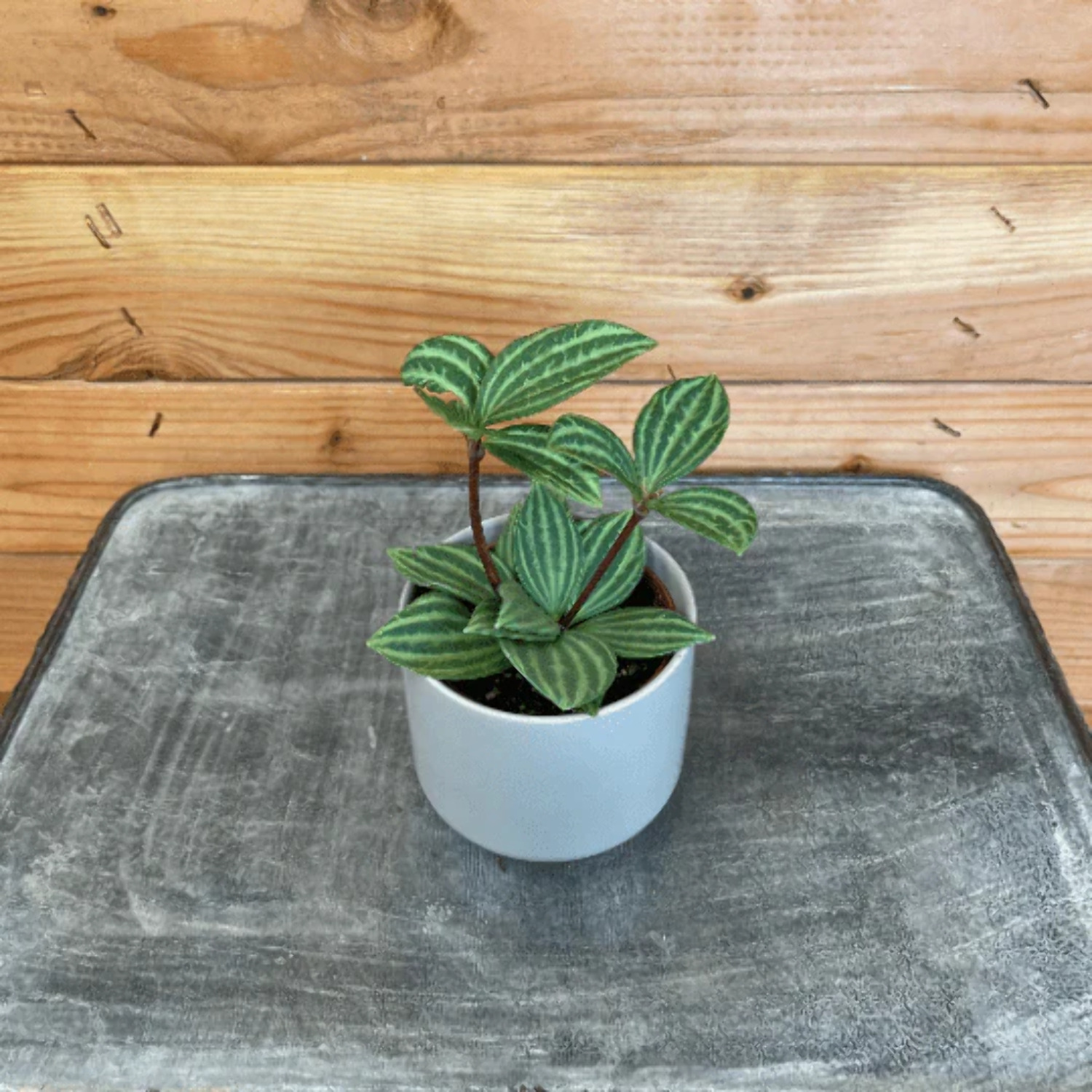 Peperomia Stilt, 2" Plant, The Plant Farm - Walmart.com