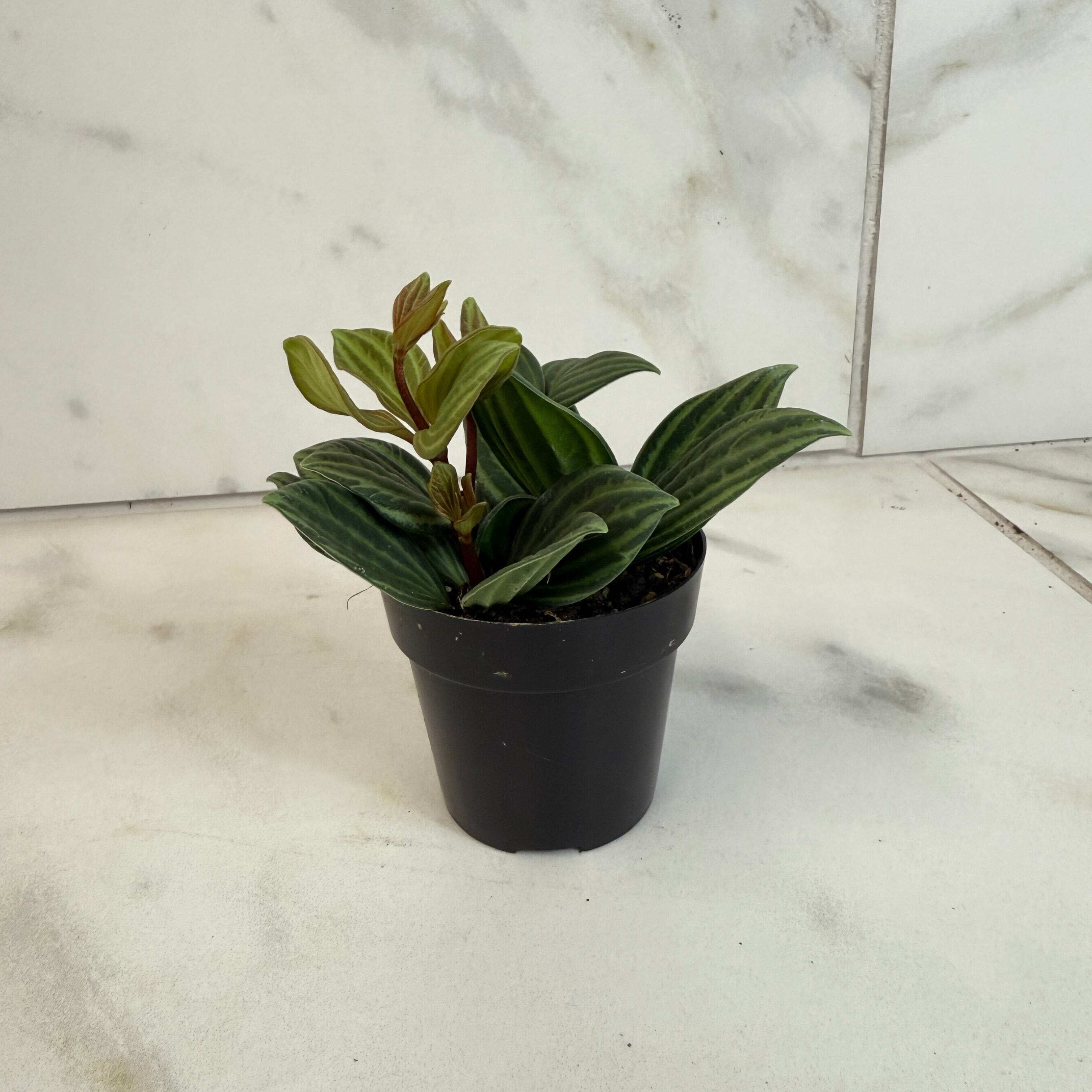 Peperomia Stilt, 2" Plant - Walmart.com