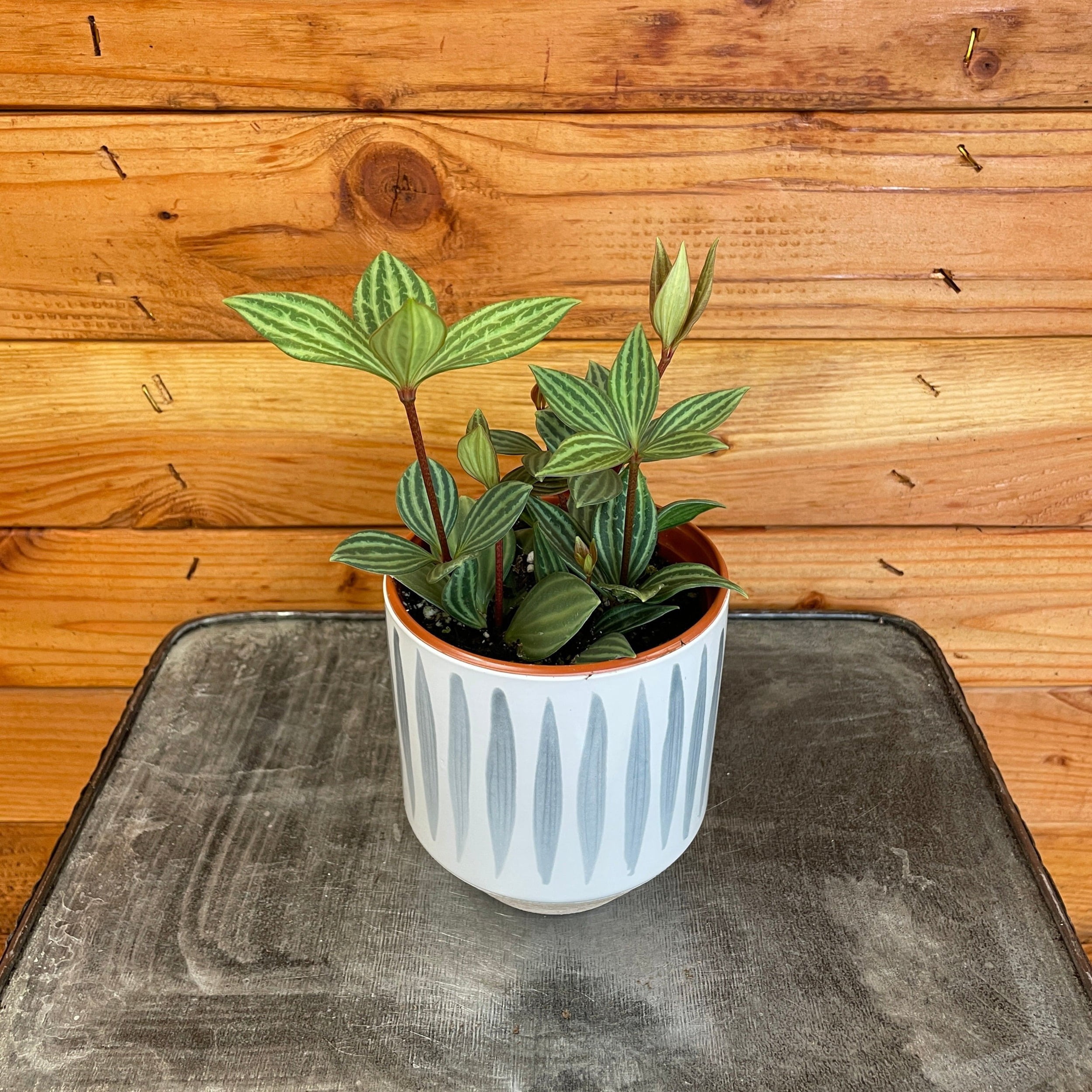 Peperomia Stilt, 4" Plant, The Plant Farm - Walmart.com