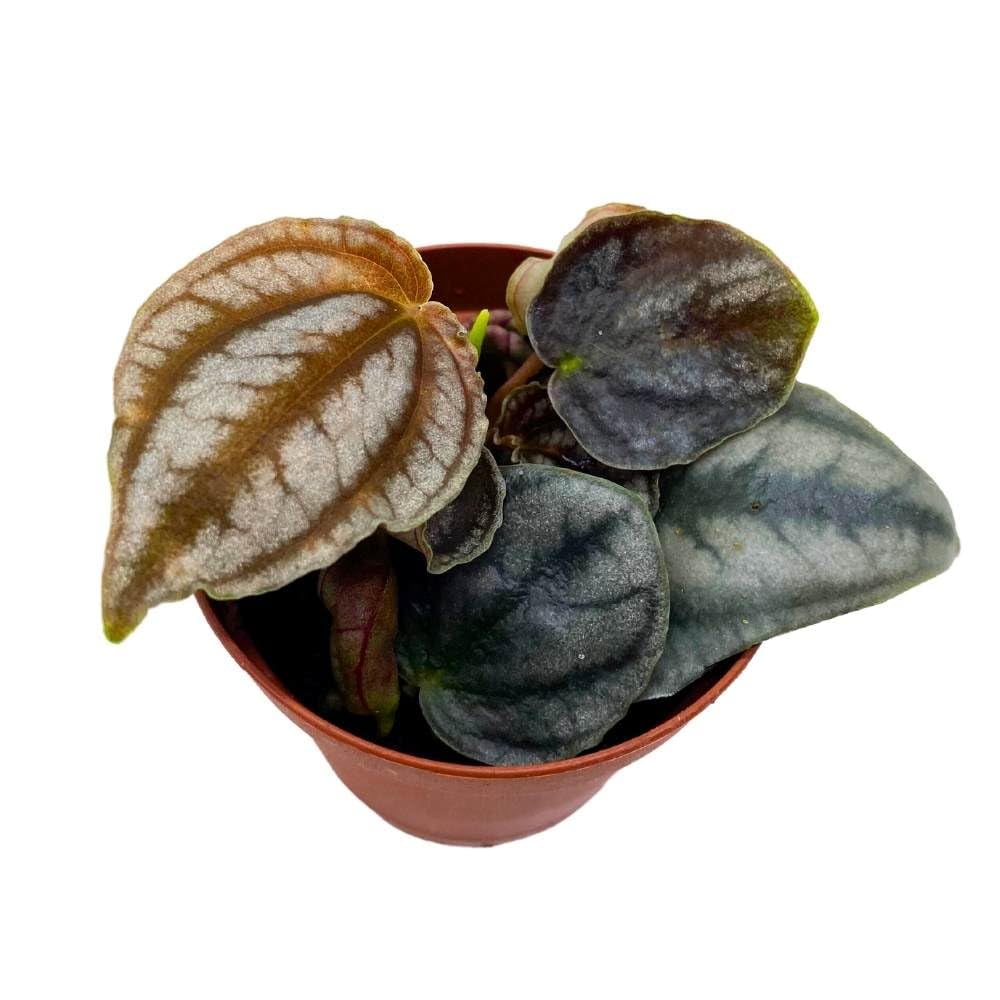 Peperomia Turboensis 2 inch Dark Metallic Pep - Walmart.com