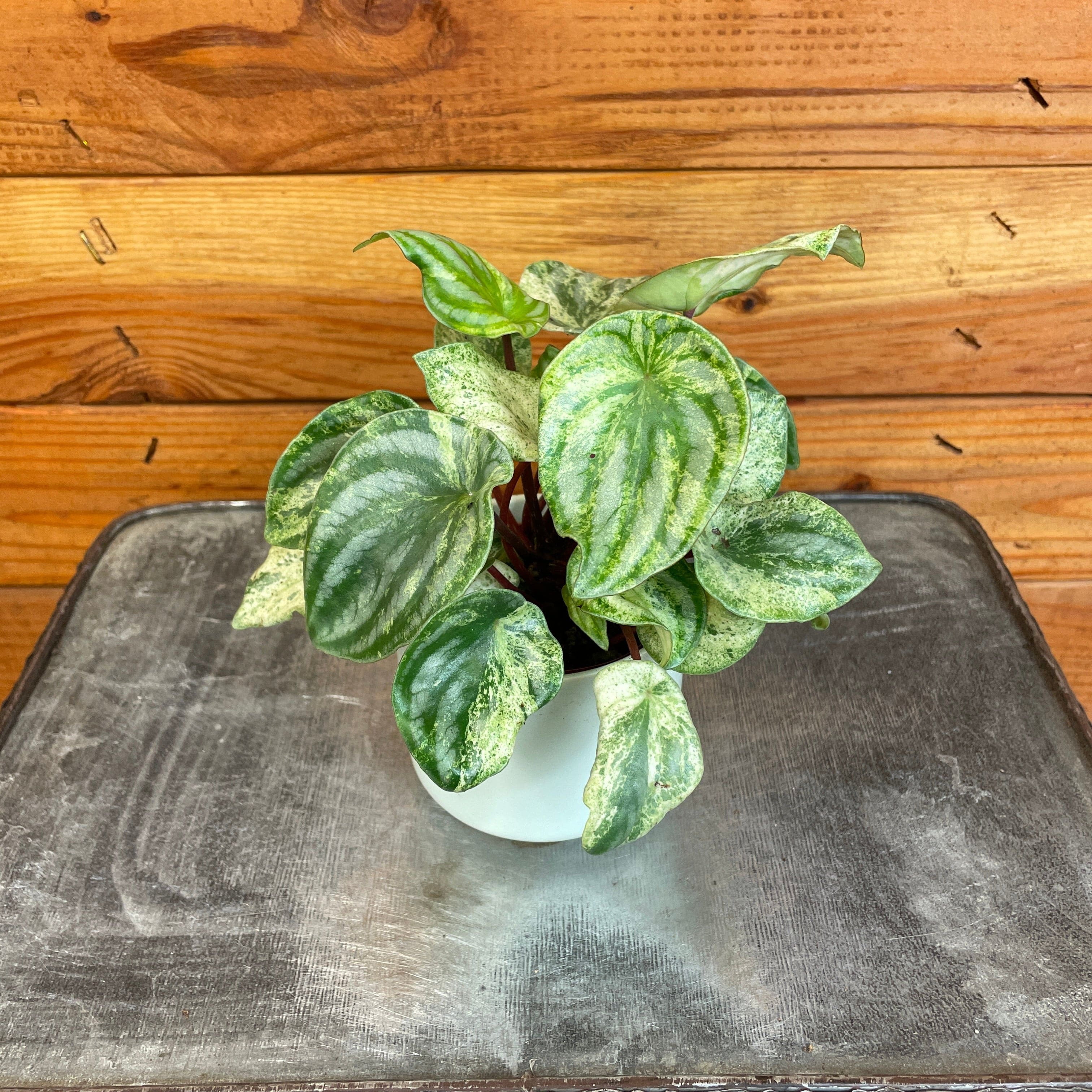 Peperomia Watermelon Variegated, 2" Plant - Walmart.com