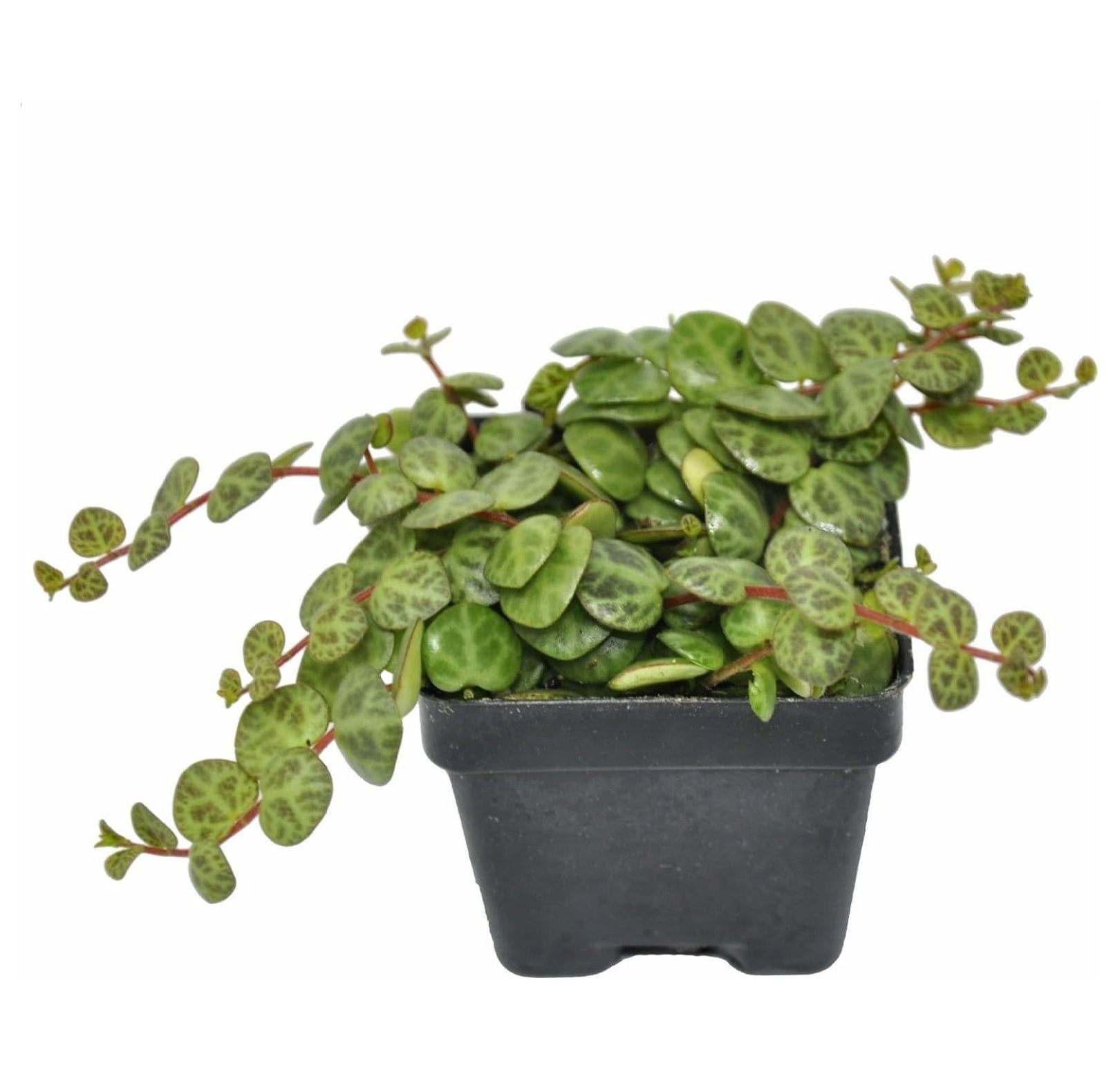 Peperomia prostrata, String of Turtles, Radiator Plant, houseplant, Leaves Look Like Turtle ...