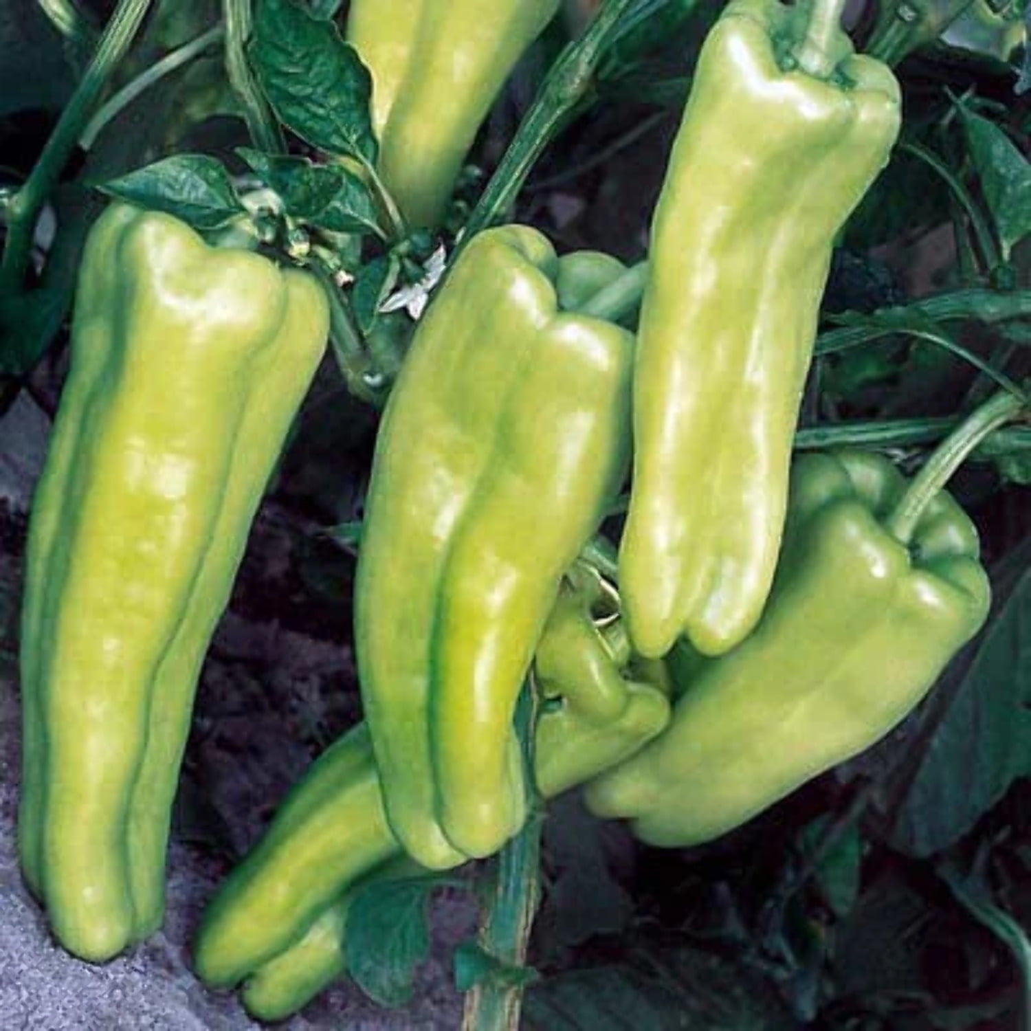 Pepper Aruba F1 Seed, Treated, 1,000 Seeds - Walmart.com