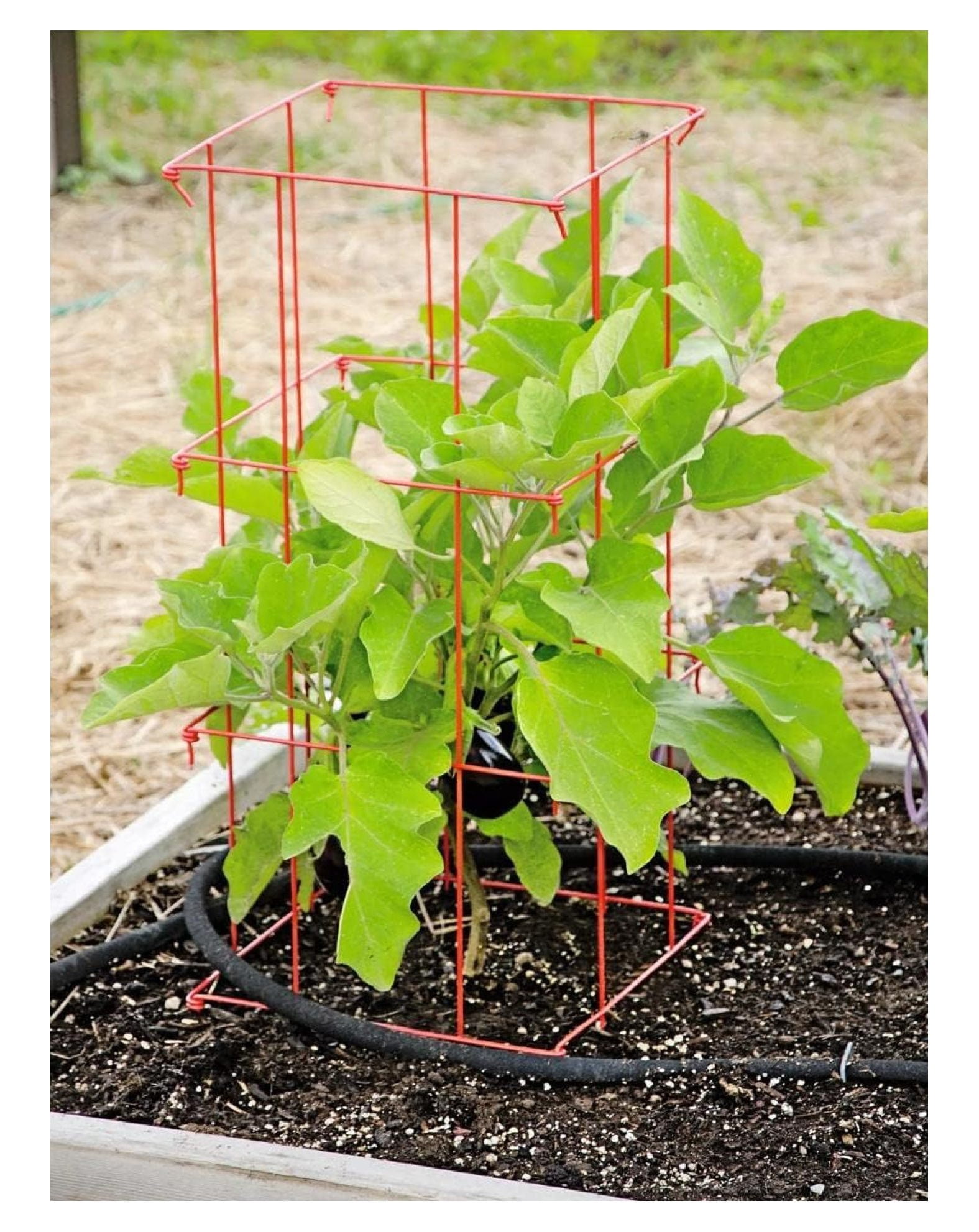 Pepper and Eggplant Cages Plant Stand | Heavy Gauge Sturdy Garden ...