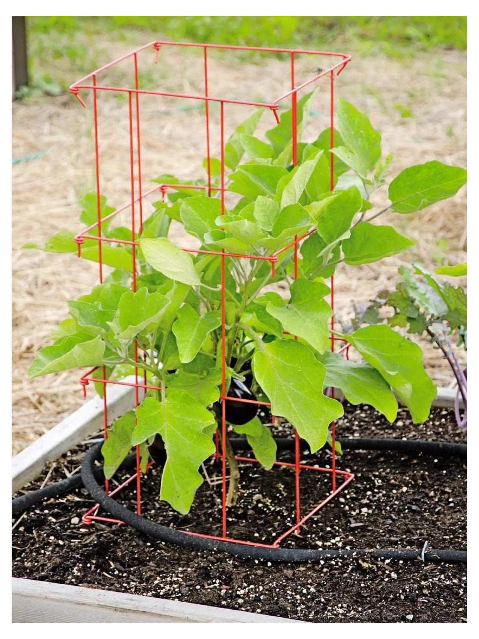 Pepper and Eggplant Cages Plant Stand | Heavy Gauge Sturdy Garden ...