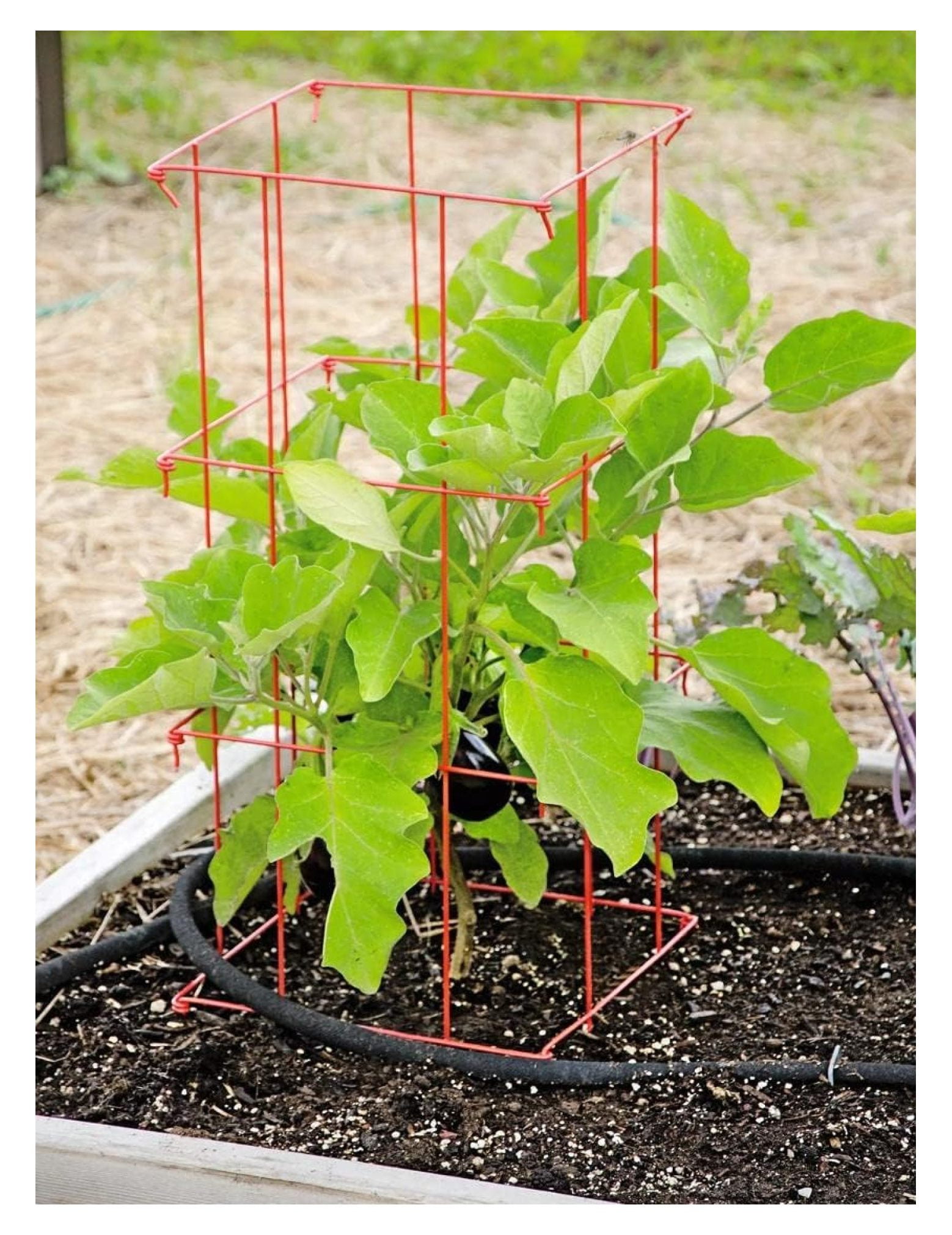 Pepper and Eggplant Cages Plant Stand | Heavy Gauge Sturdy Garden ...