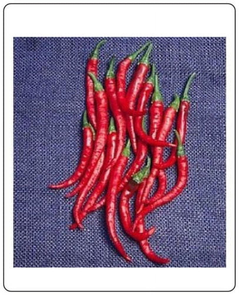 Seed Kingdom Hot Cayenne Long Slim Pepper Plant Seeds (100 Pack), Great ...