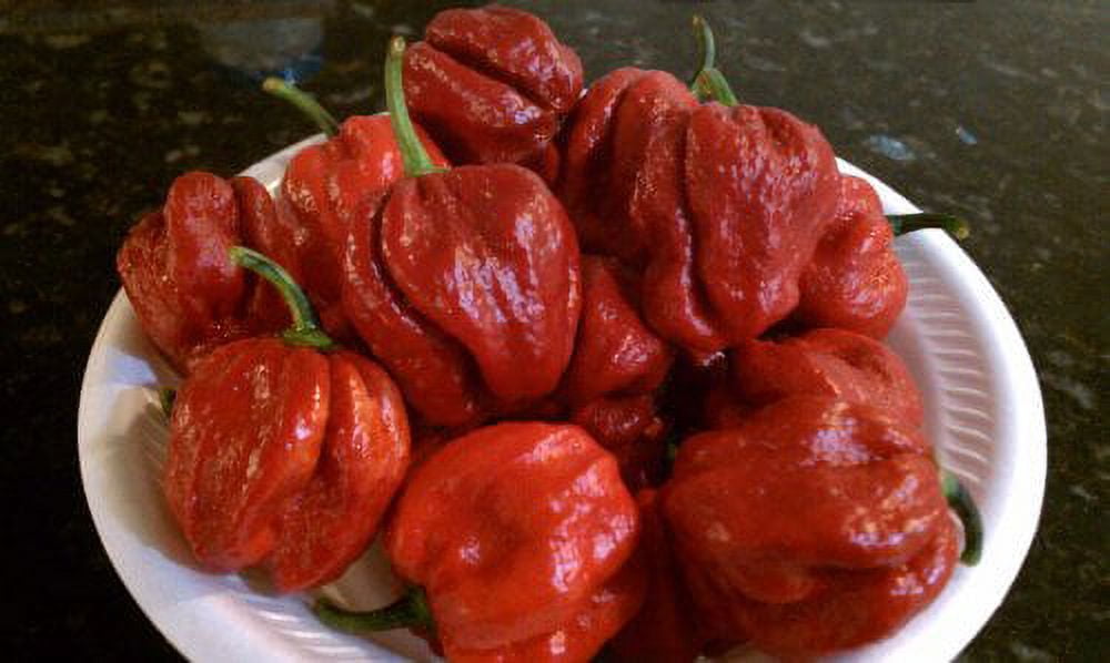Pepper HOT Trinidad 7 POT - Very Hot Like Bhut Jolokia Great Heirloom ...