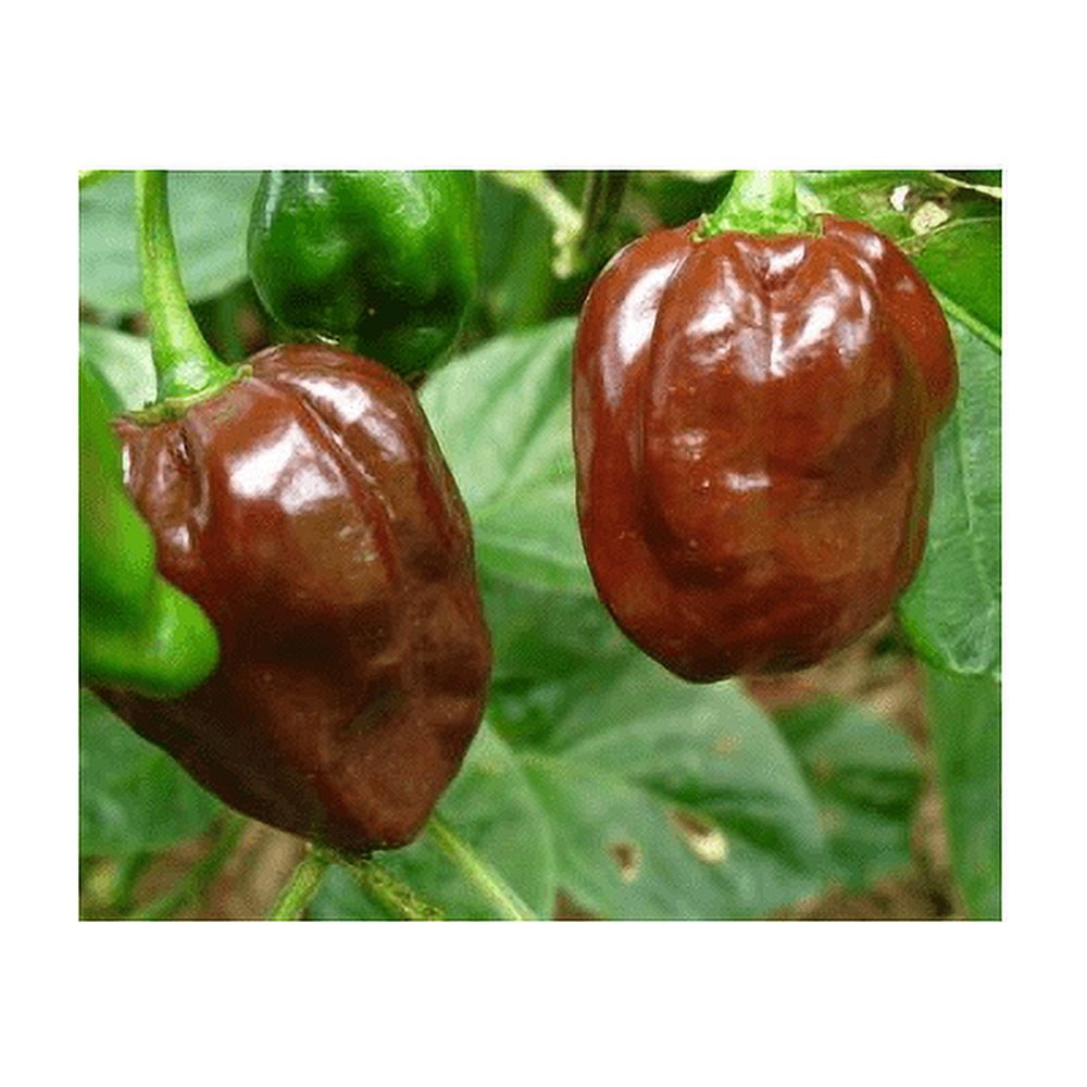 Pepper Hot Chocolate Habanero Great Heirloom Vegetable by Seed Kingdom ...