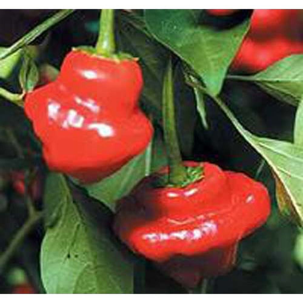 Pepper Hot Jamaican Red Great Heirloom Vegetable by Seed Kingdom 1 Oz ...