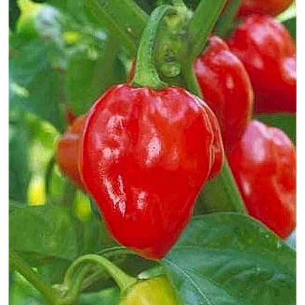Pepper Hot Red Habanero Great Heirloom Vegetable 35 Seeds - Walmart.com