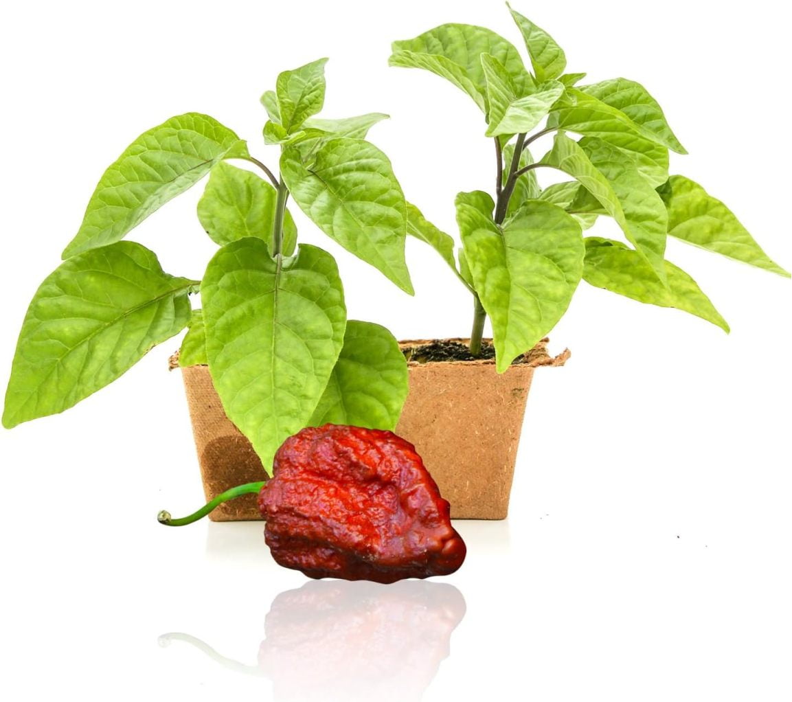 Pepper Joe’s Apocalypse Scorpion Pepper Plants – 4 Live Hot Chili ...