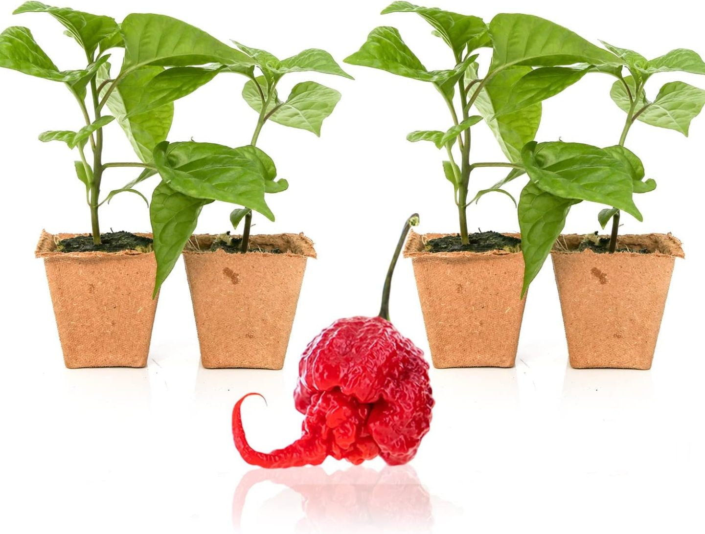 Pepper Joe’s Carolina Reaper Plants – 4 Live World's Hottest Chili ...