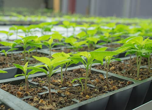 Pepper Joe’s Kraken Scorpion Seeds ­­­­­– Pack of Superhot Chili – USA ...