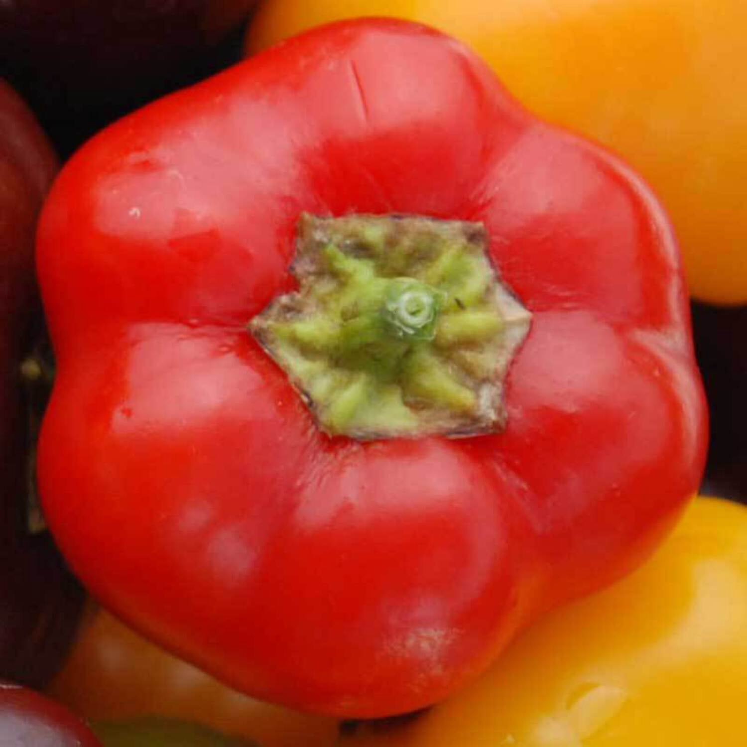 Pepper Mini Bell Red Organic Seed - Walmart.com