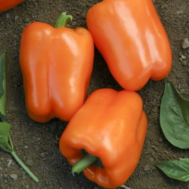 Red Cherry Sweet Pepper Garden Seeds - .25 oz - Non-GMO, Heirloom ...