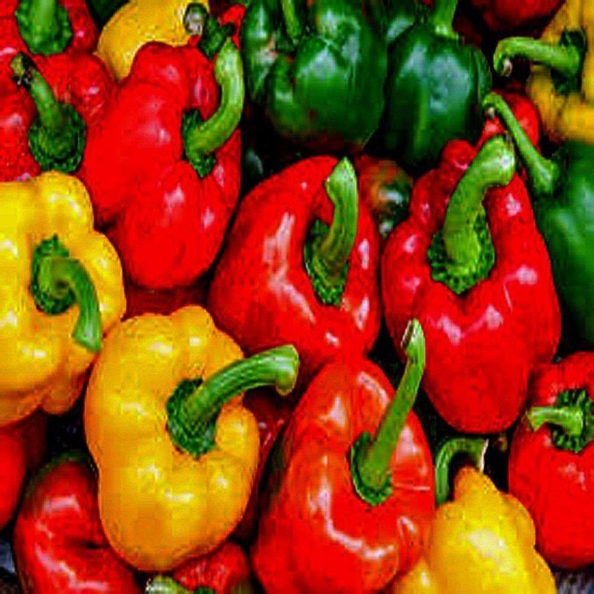 Pepper Seed Bell Pepper, California Wonder Pepper Seeds, Heirloom,100 ...