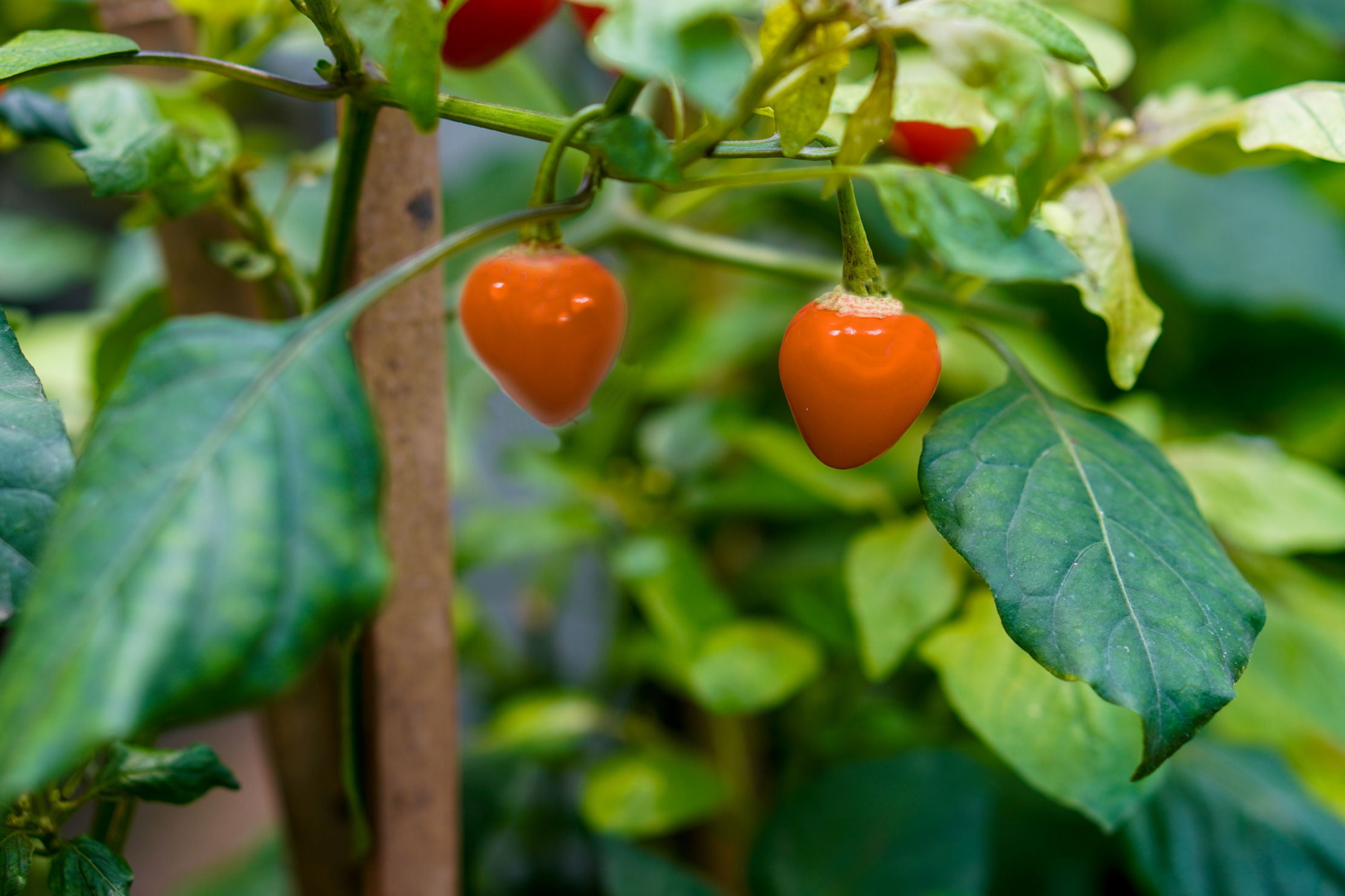 Pepper Seed Pack = =Golden Nugget Pepper- 10 Seeds -Loads of Fruit ...