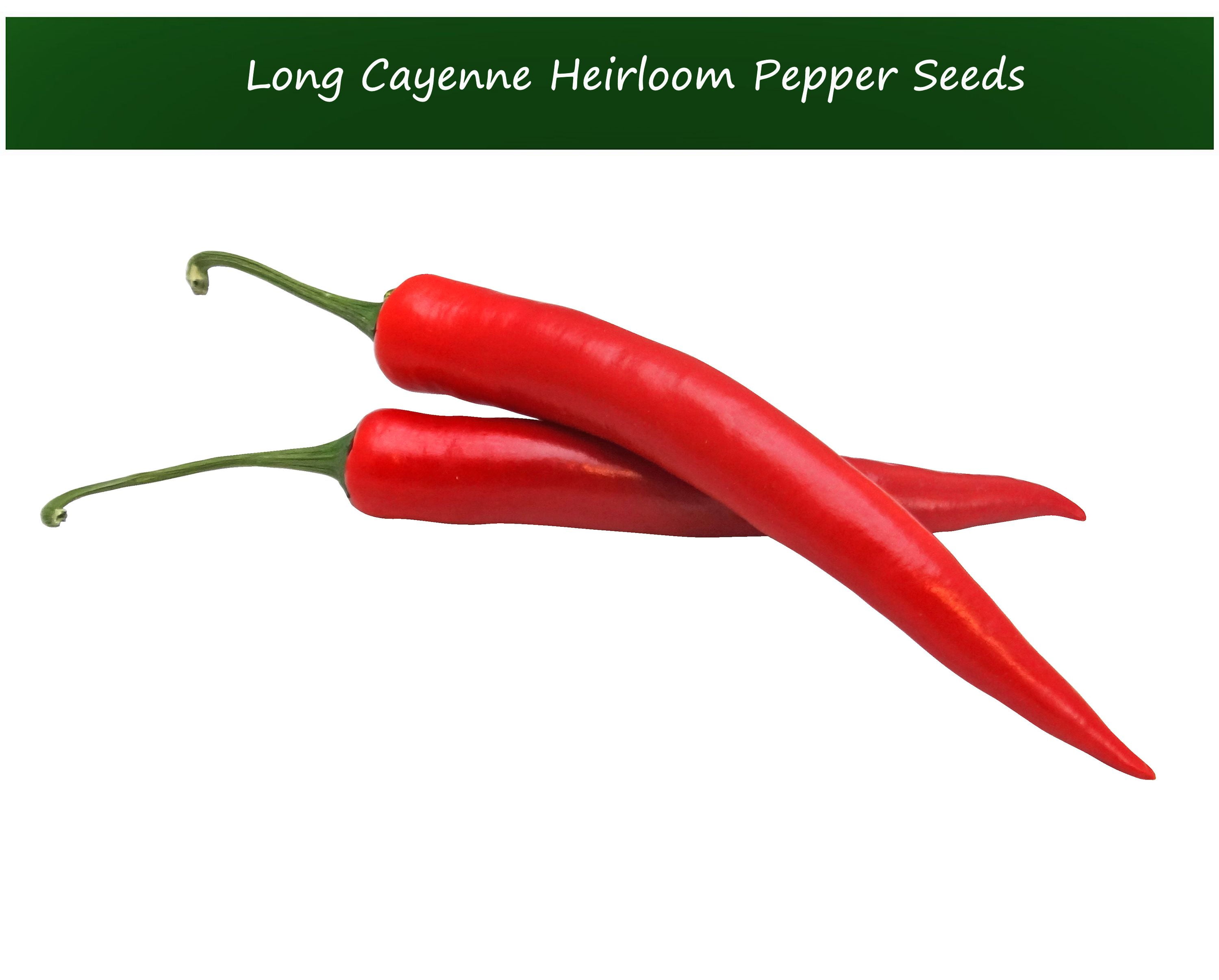 Pepper Seeds-Cayenne Long Red Pepper-20 Seeds-Hot Flavor Large Fruit ...
