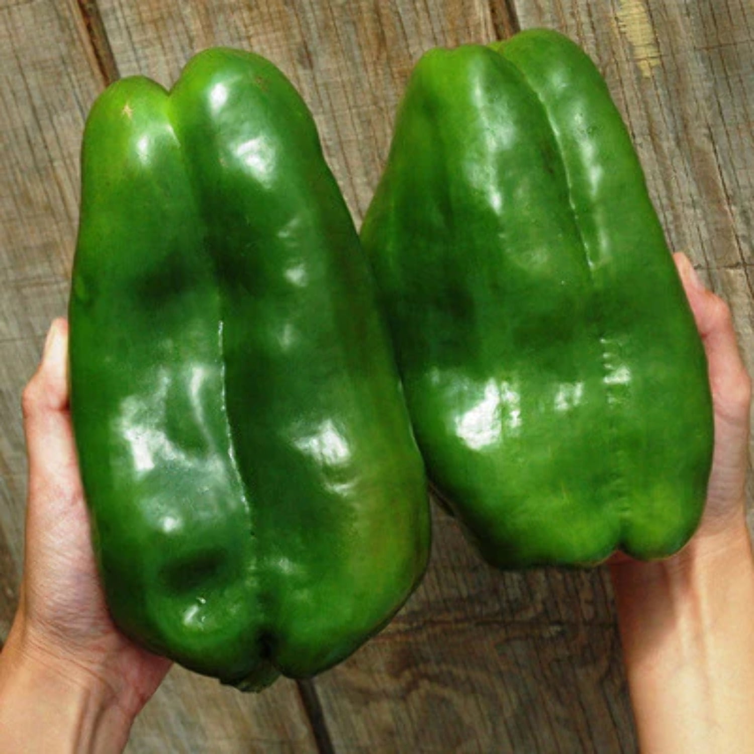 Pepper Seeds - Gordo Untreated Non-GMO Variety Pepper Seeds - Non-GMO ...