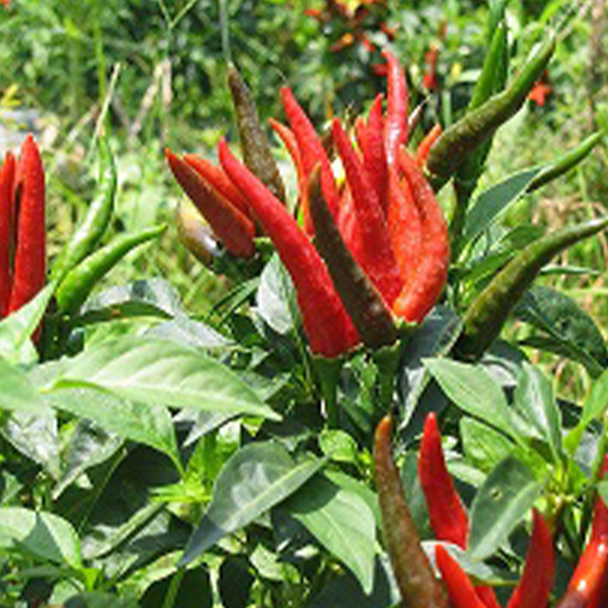 Pepper Seeds - Hot - Thai - Bird - 500 Mg Packet ~90 Seeds - Non-GMO ...