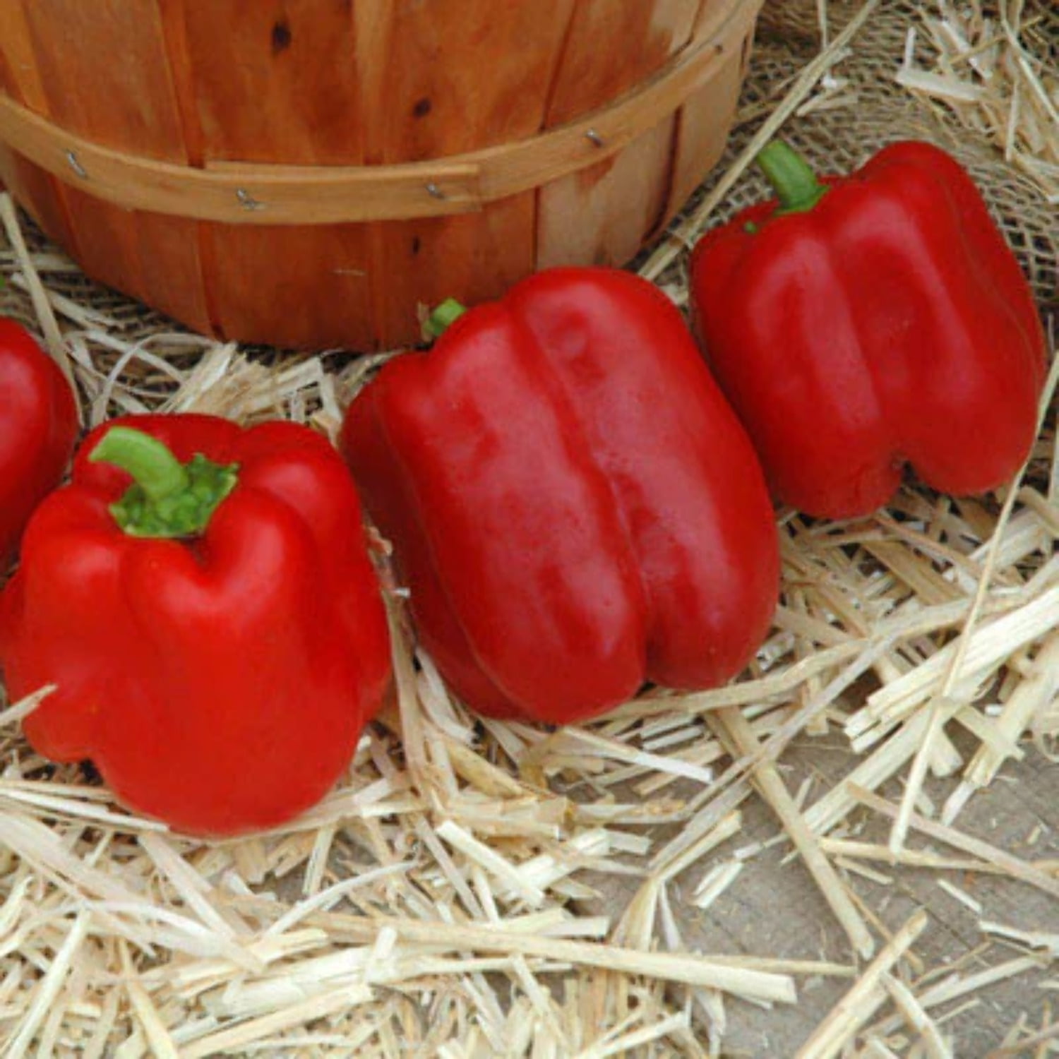 Pepper Sprinter F1 Organic Seed - Walmart.com