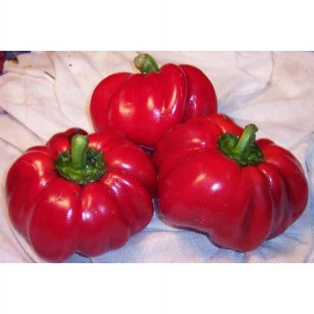 Pepper Sweet Pimento Great Heirloom Vegetable By Seed Kingdom 1,000 ...