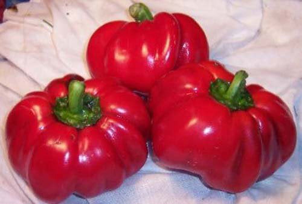 Pepper Sweet Pimento Great Heirloom Vegetable by Seed Kingdom Bulk 1 OZ ...