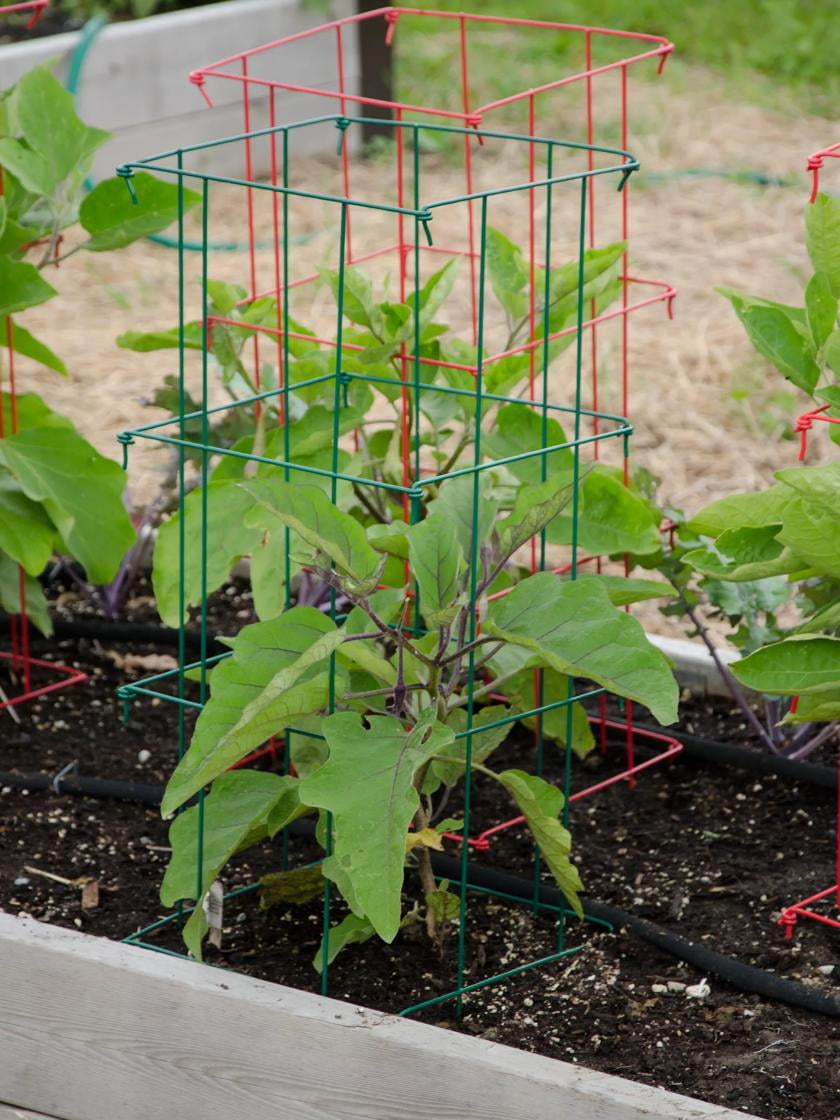 Pepper and Eggplant Cages Set of 3 - Walmart.com