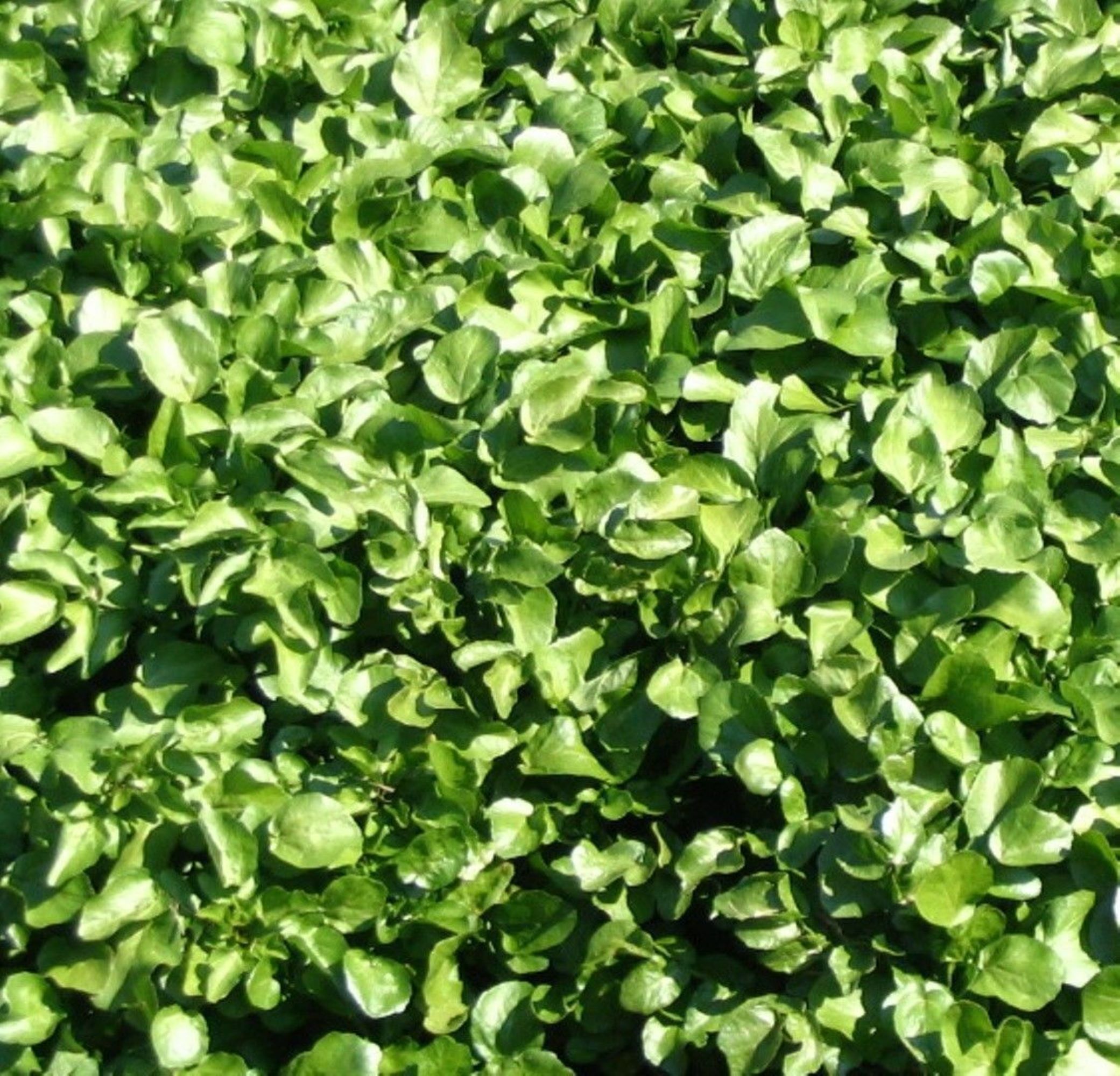 Peppercress Seeds/ Perennial/ Full Sun/200 Seeds 1/2 Gram/ Zellajake ...