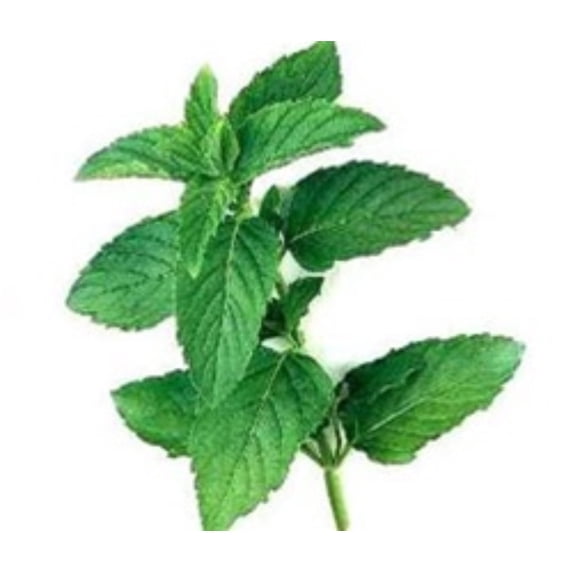 Peppermint Flavour Natural - Walmart.com