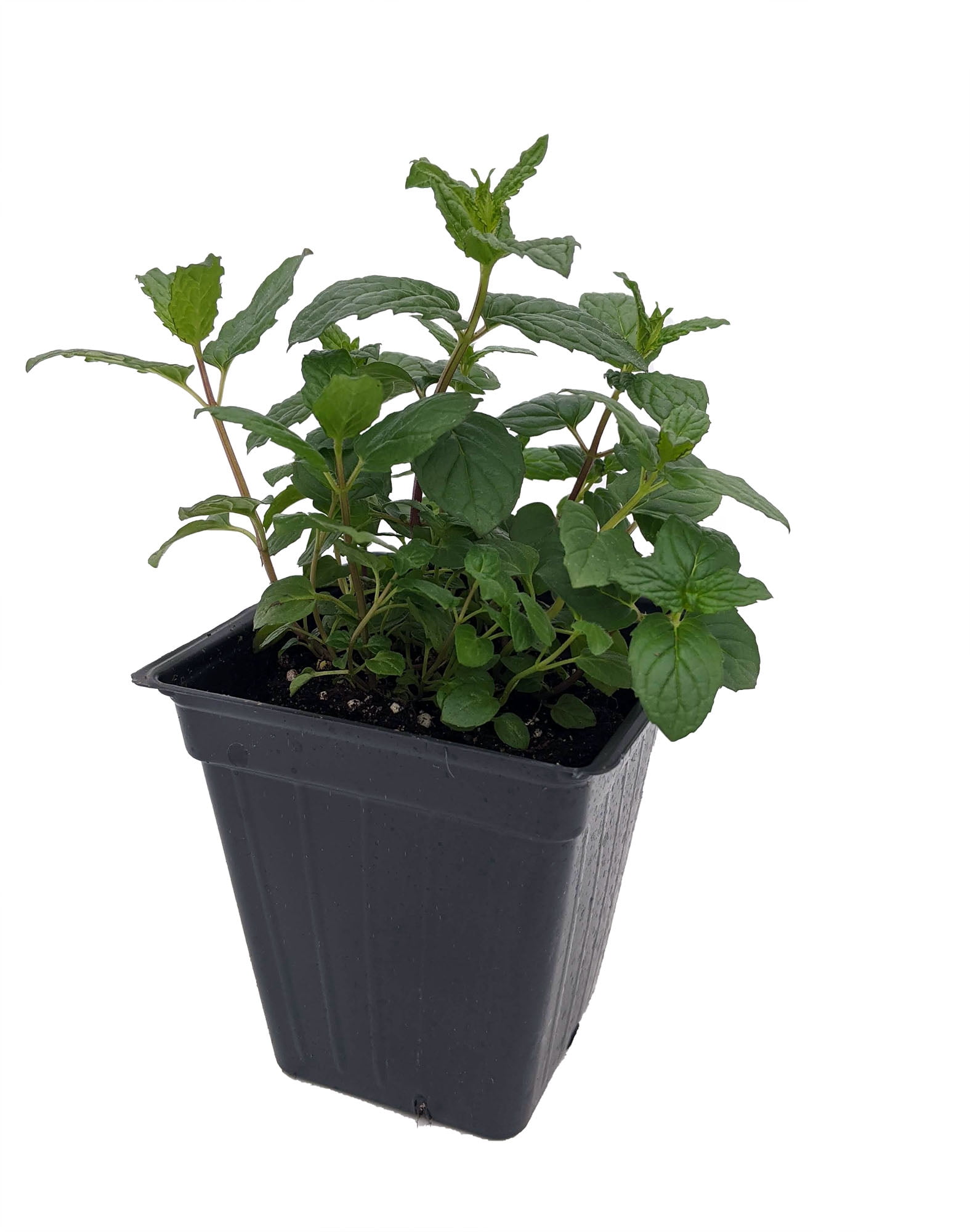 Peppermint - Grow Indoors or Out - 3" Pot - Walmart.com