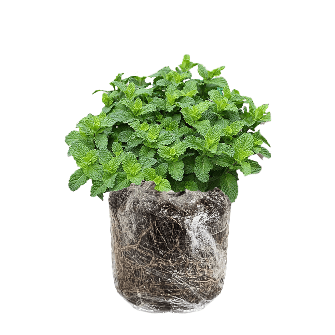 Peppermint Plant Live, Live Peppermint Plant, 7 to 10 Inch Tall ...