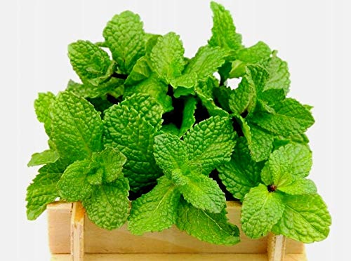Peppermint Seeds for Planting Outdoors and Indoors 500+ Non-GMO Seeds ...