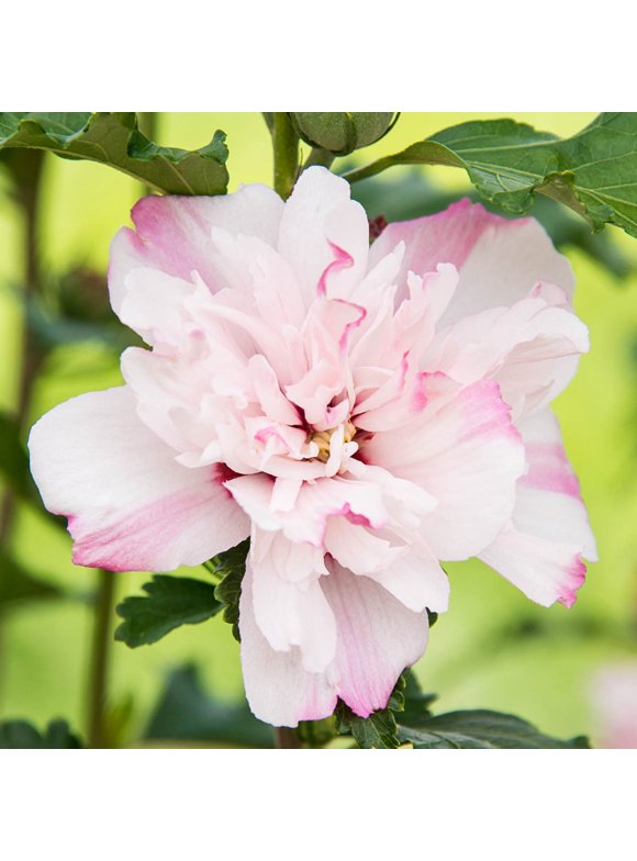 Hibiscus Plants in Garden Bushes - Walmart.com