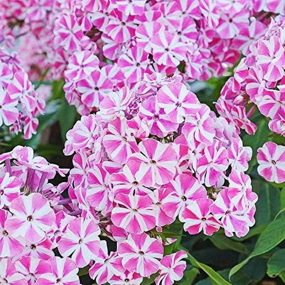 Pink Phlox Tall