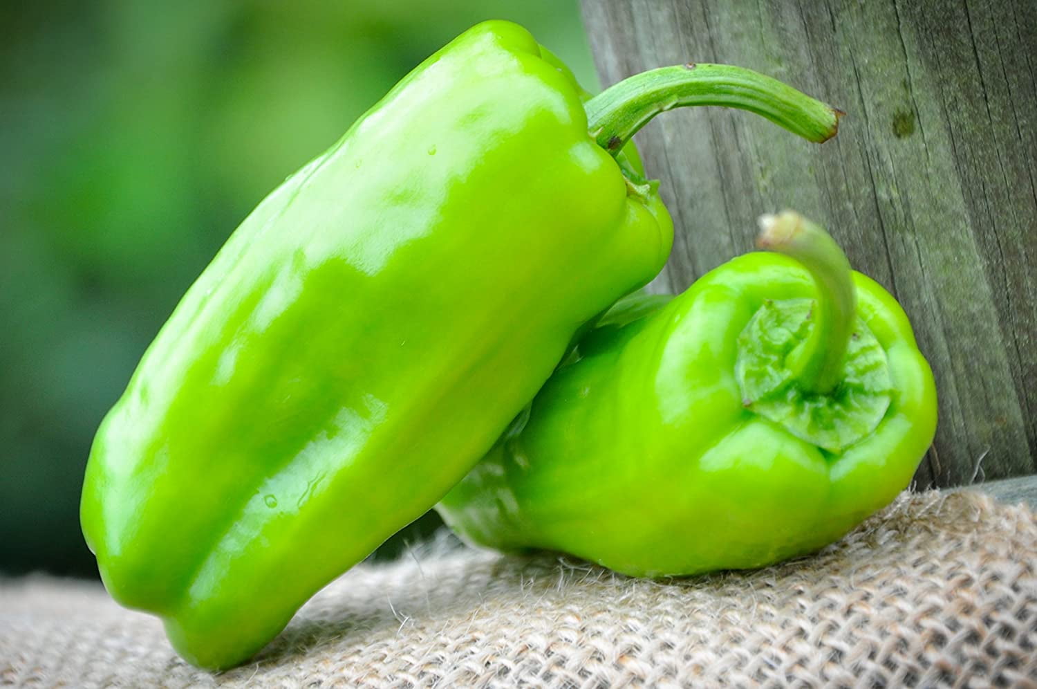 Pepperoncini Peperoncini Italian Pickling Heirloom Pepper Premium Seeds ...