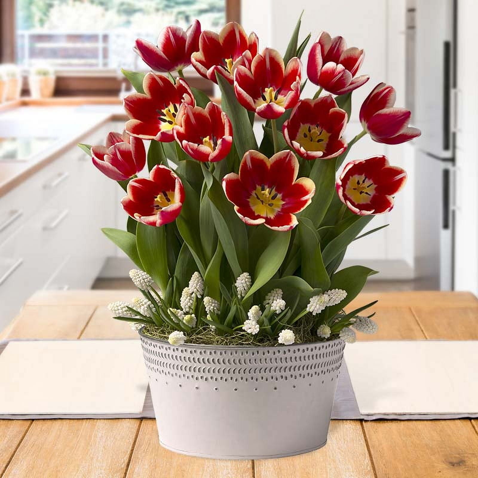 Peppy Peppermint Indoor Potted Bulb Garden - Simply Water and Flowers ...