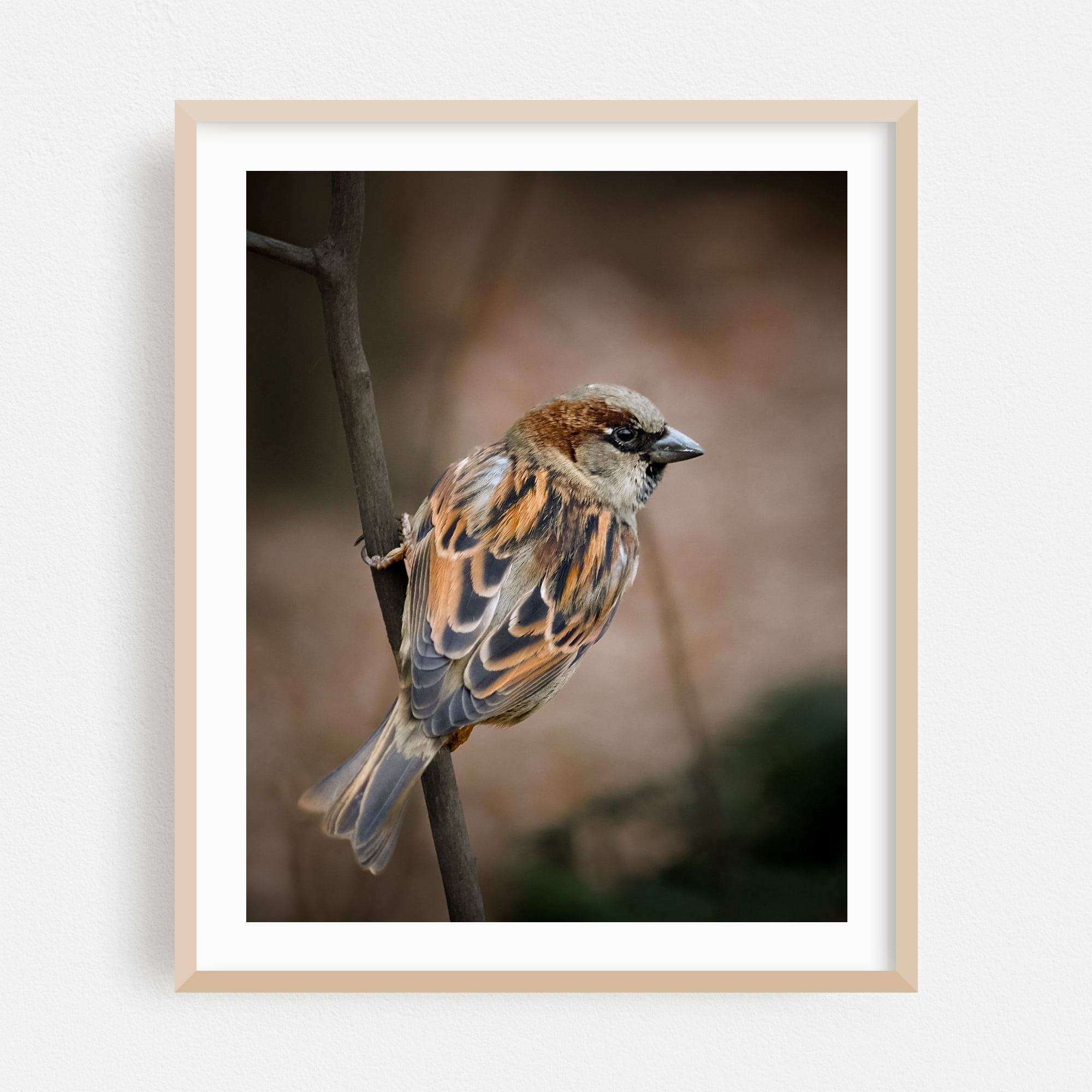 Perched House Sparrow - Manhattan New York Photography Bird Wildlife ...