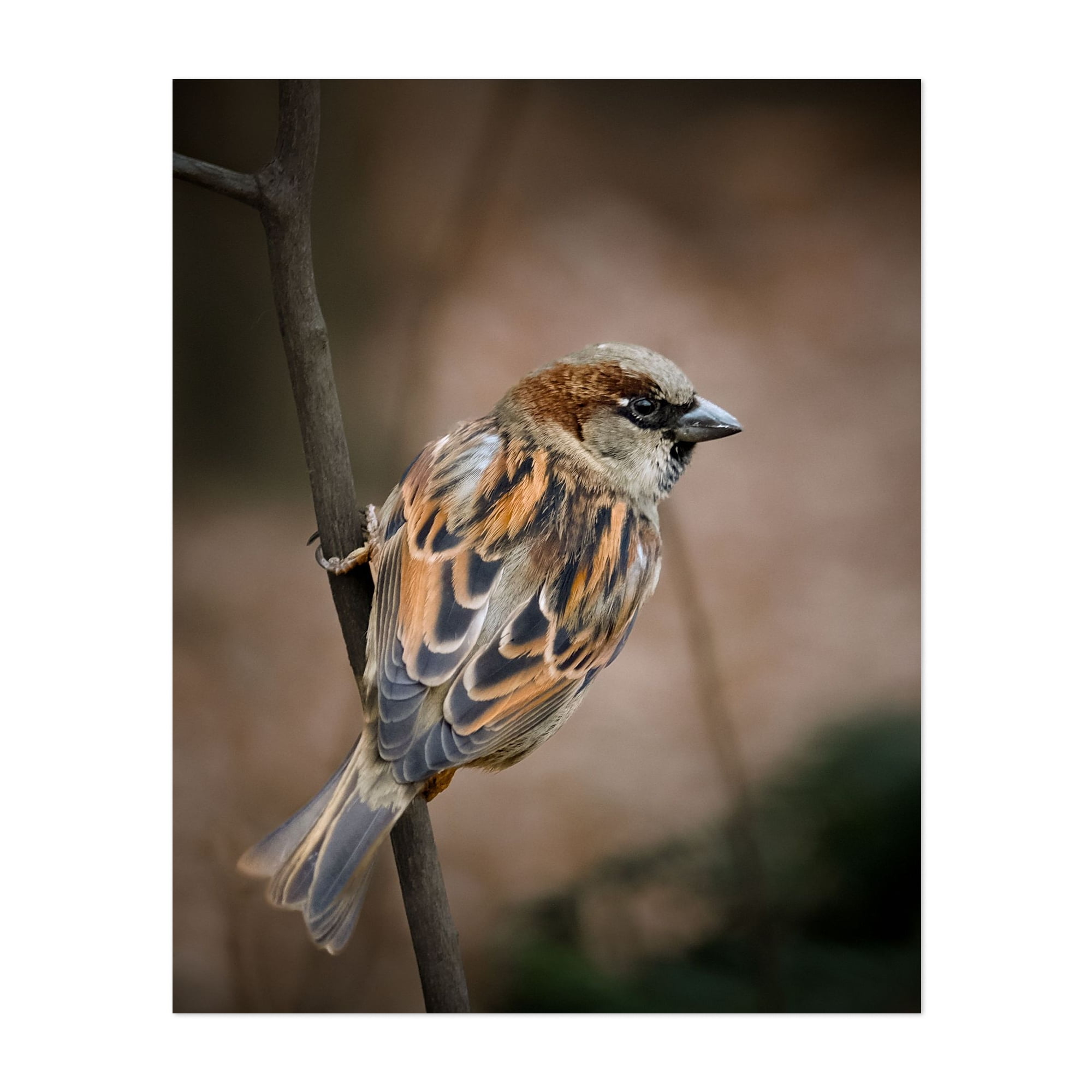Perched House Sparrow - Manhattan New York Photography Bird Wildlife ...